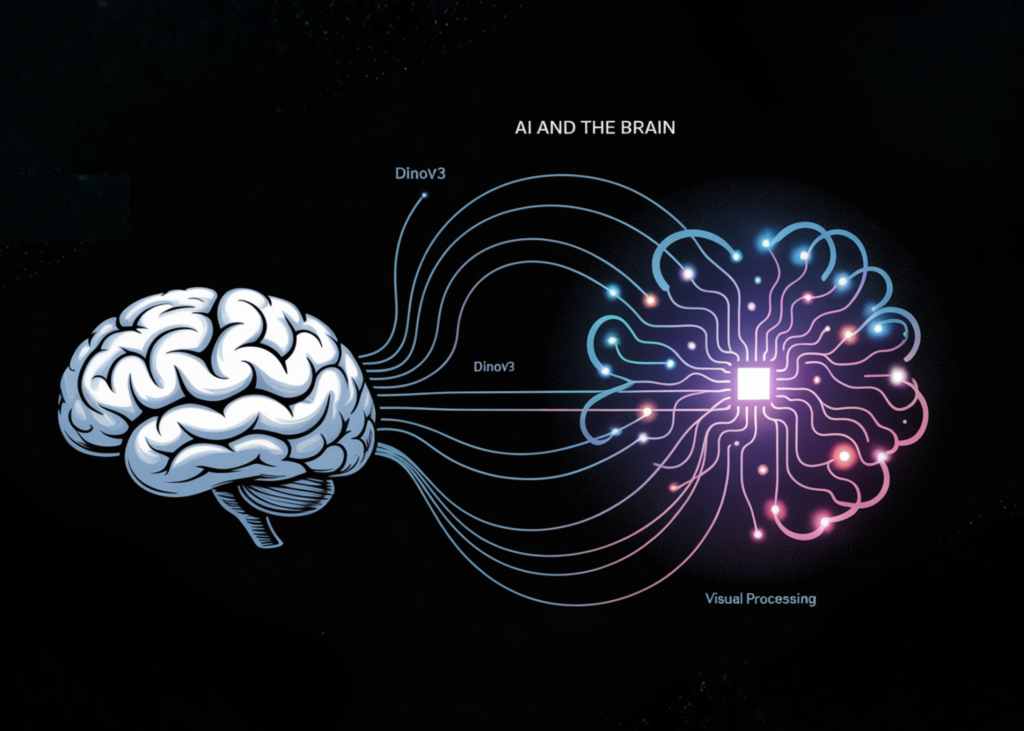 AI and the Brain: How DINOv3 Models Reveal Insights into Human Visual ...